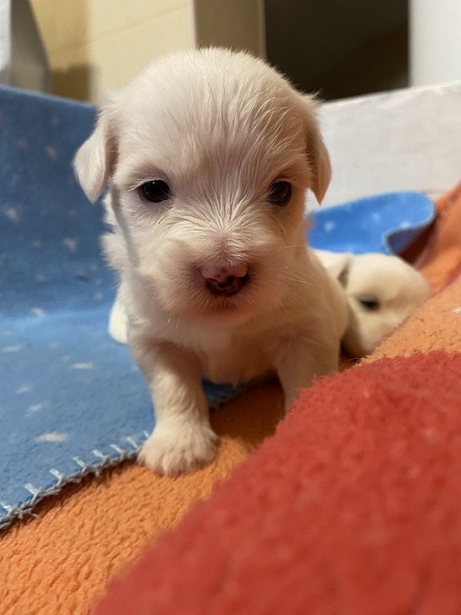 Coton de Tulear (Tulearski pas) stenci