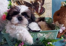 Lepi i umiljati štenci shih tzu