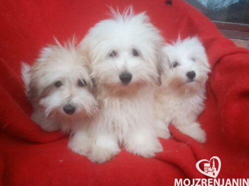 Coton de Tulear (Tulearski pas) stenci