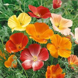 Eschscholzia californica - Kalifornijski mak (seme)