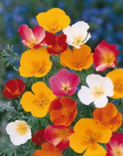 Eschscholzia californica - Kalifornijski mak (seme)