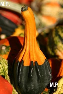 Gourd Ornamental Pumpkin