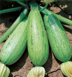 Zucchini Greyzini