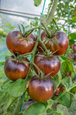 Chestnut chocolate (seme) paradajz stara sorta heirloom