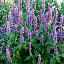 Agastache Mexicana (seme) Lemon Hyssop lekovita perena