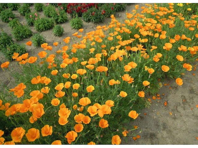 Eschscholzia californica - Kalifornijski mak (seme)