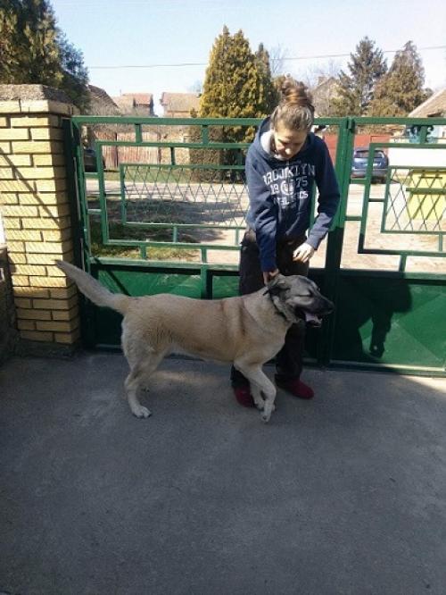 Turski Kangal