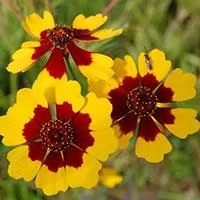 Cveće Carsko Oko - mešavina - seme Coreopsis tinctoria 2971