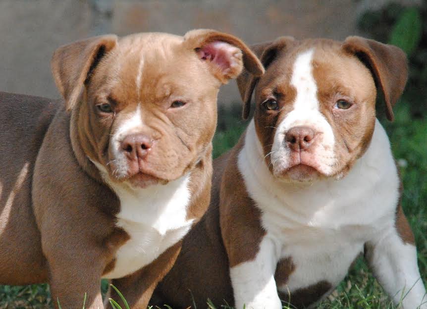 American bully pocket-micro