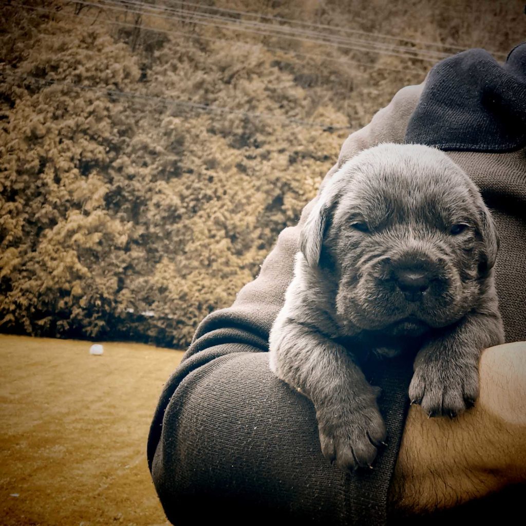 Cane Corso NOVO LEGLO