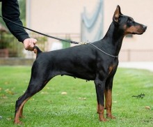 Doberman mlada zenka