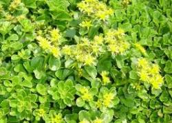 Sedum ellacombianum