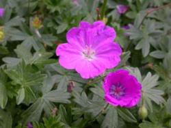 Geranium Sanguineum,roze cvet