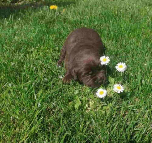 LABRADORI dostupni za rezervaciju