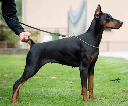 Doberman, mlada ženka