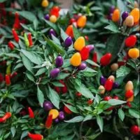 Ukrasna paprika - seme - Capsicum annuum 2583