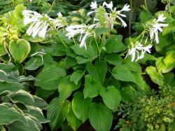 krupna hosta zelenog lista belih cvetova