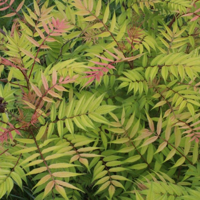 Sorbaria sorbifolia