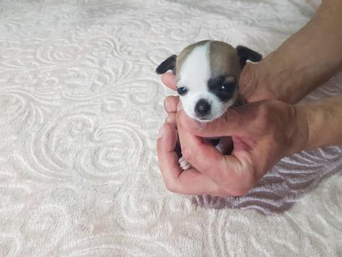 Prelepe mini chihuahue princess