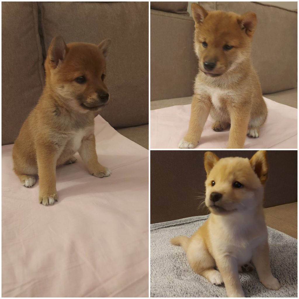 Shiba Inu