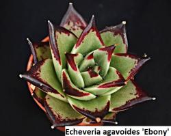 Echeveria agavoides Ebony - 20 semenki