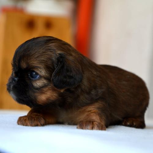 Brussels griffon ( Briselski grifon )