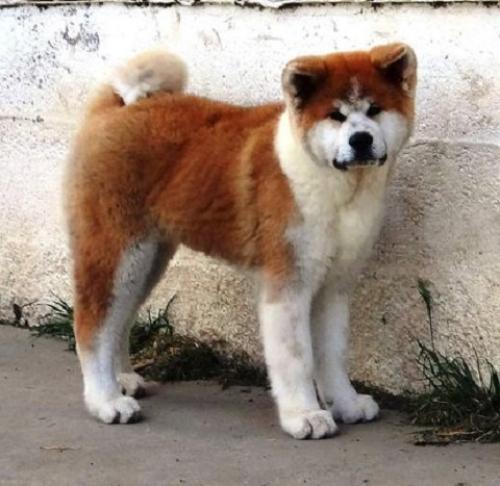 Japanska Akita Inu