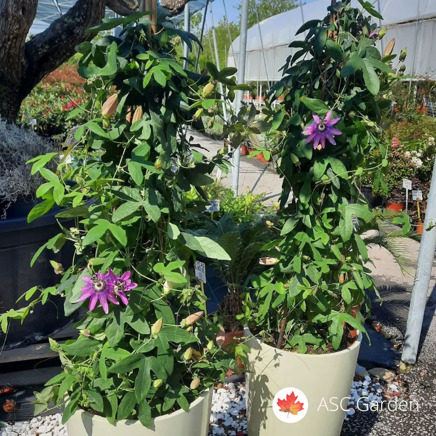 Passiflora caerulea- Pasiflora, Plavi cvet strasti