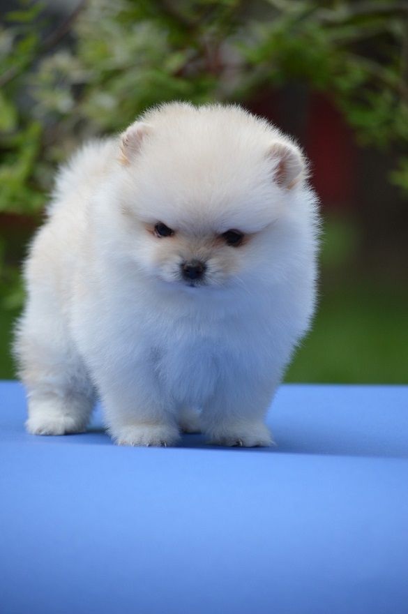 Pomeranski spic / pomeranian /boo