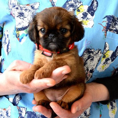 Brussels griffon ( Briselski grifon )