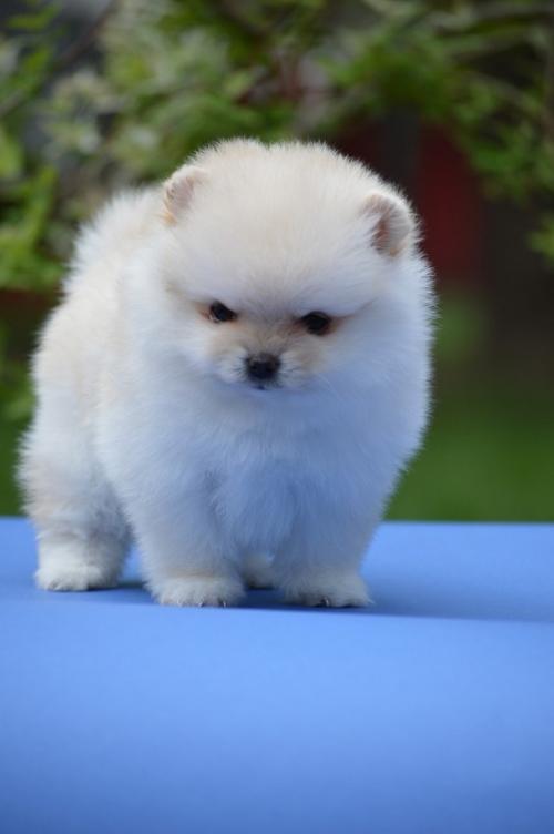 Pomeranski spic / pomeranian /boo