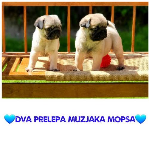 Mops štenci ponuda! (2 mužjaka)