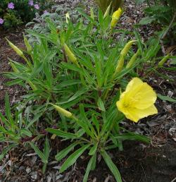 Oenothera missouriensis