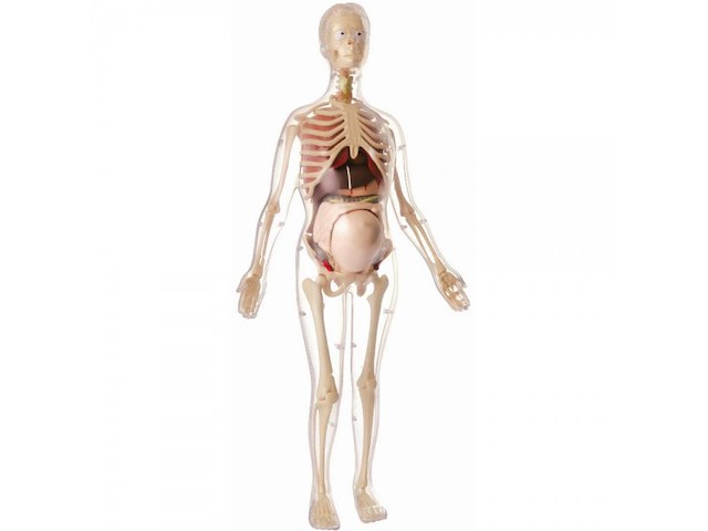 Anatomija trudne žene