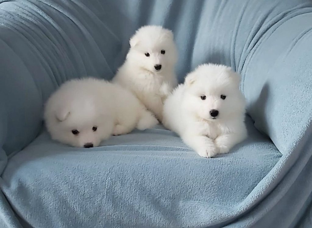 Samojed