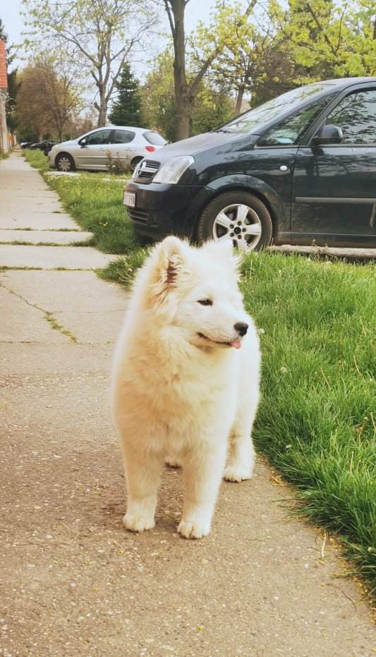 Samojed