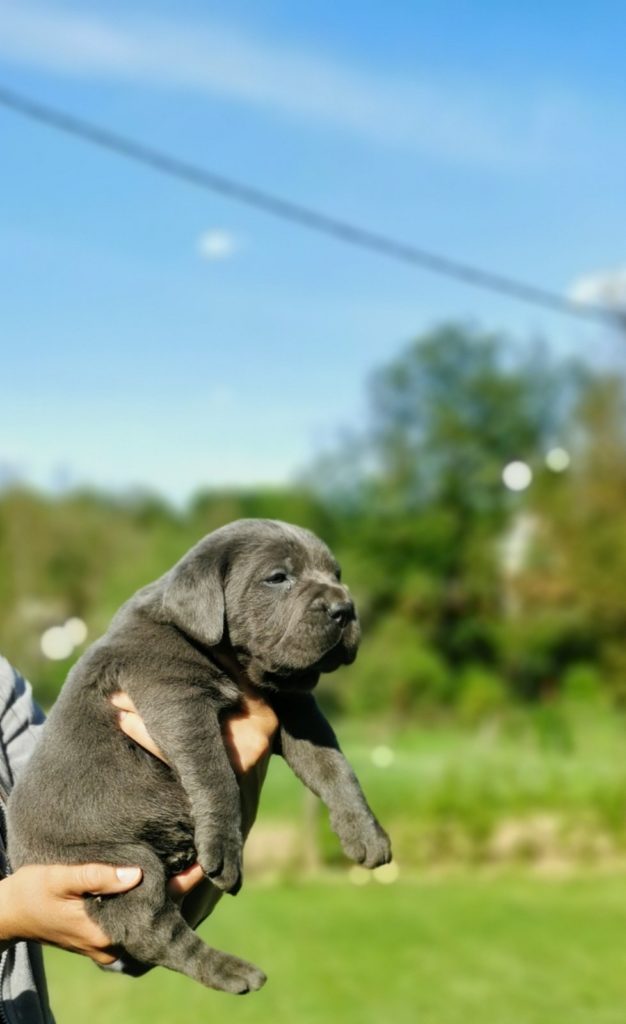 Cane Corso Kane Korso