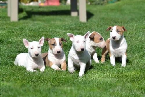 BULL TERRIER stenci vrhunskog porekla