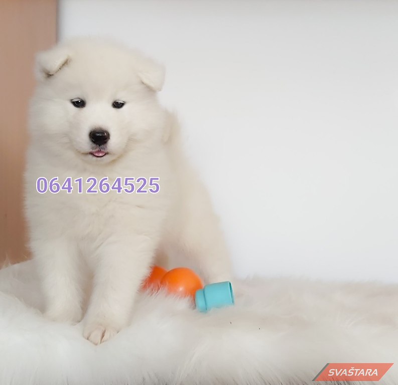 Samojed