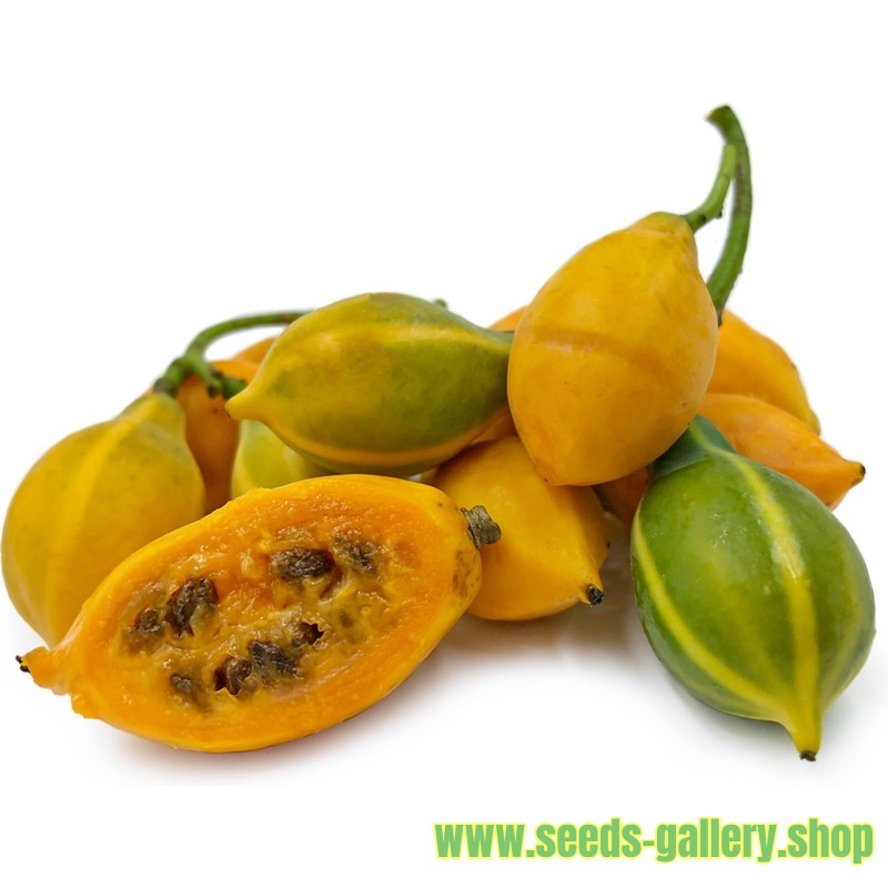 Seme papaje hrastov list (Carica kuercifolia)