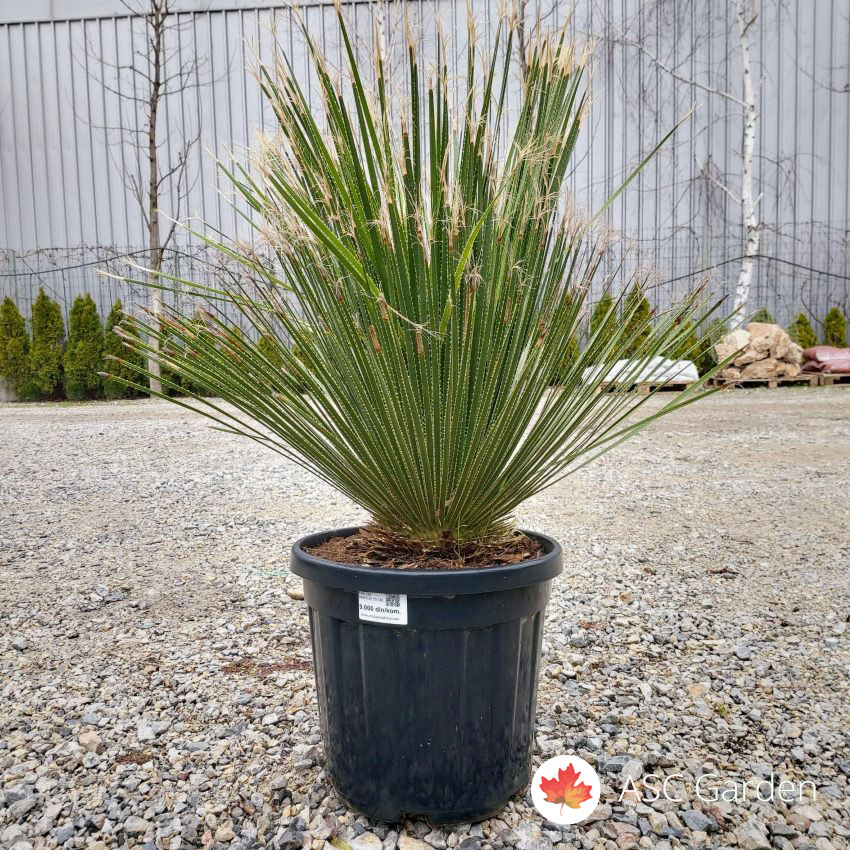Yucca rostrata 65-70 cm