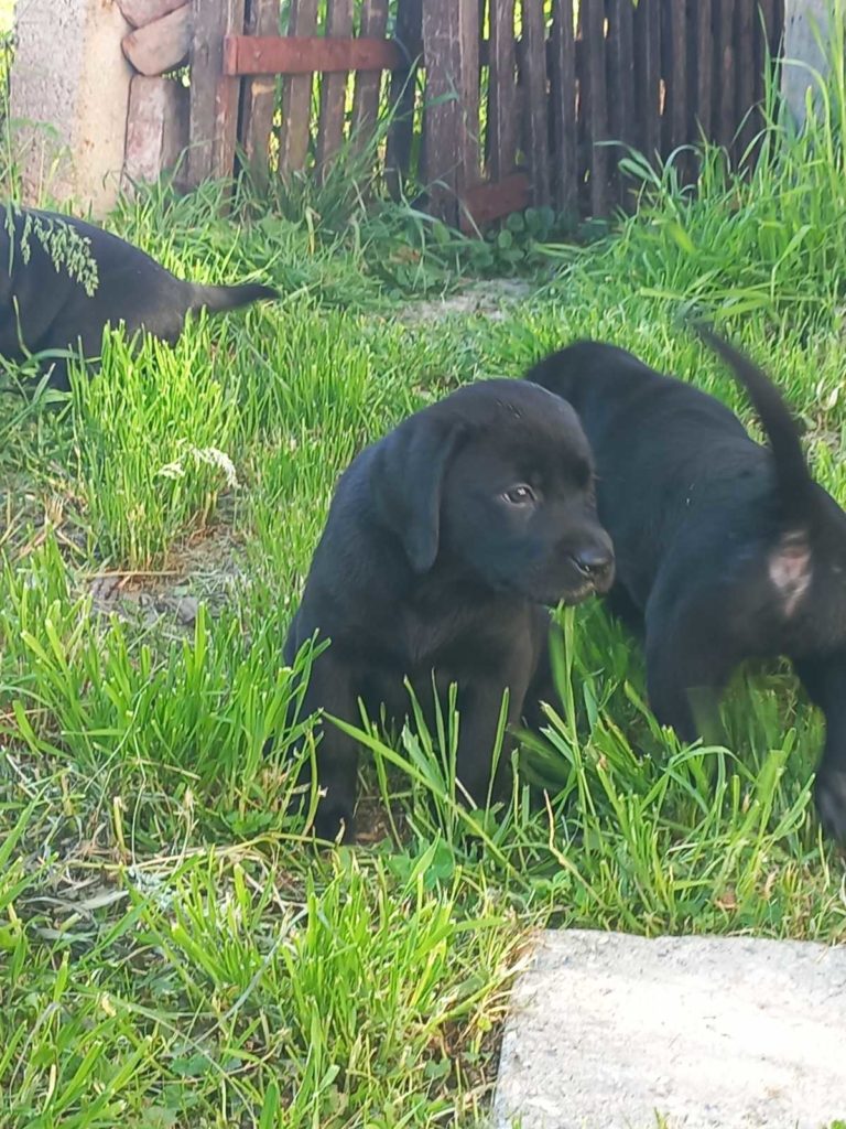 Labrador Retriver