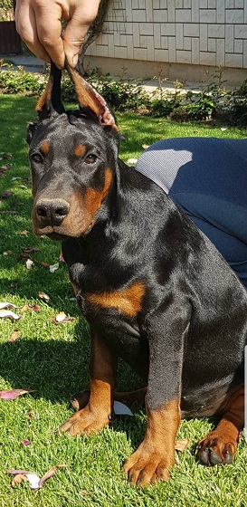 Doberman štenci