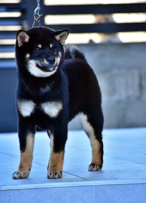 Štenci Shiba Inu