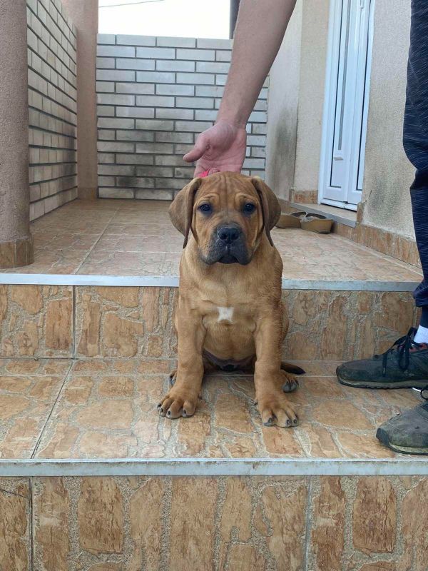 Boerboel štenci