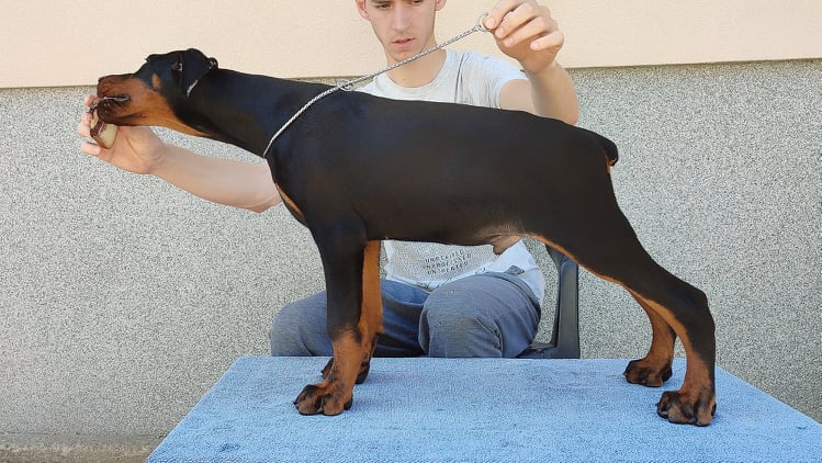 Doberman Štenci