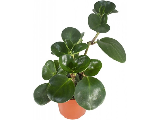 peperomia obtusifolia