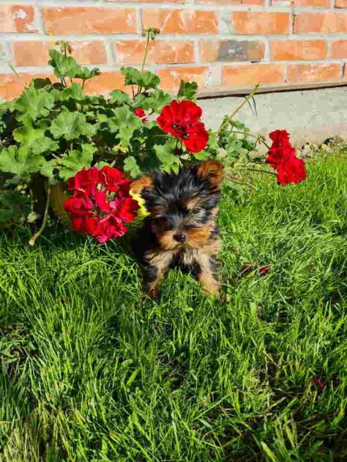 Zensko stene YORKIJA - extra mini