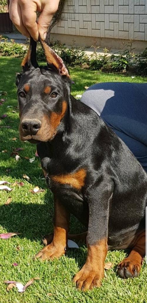 Doberman štenad