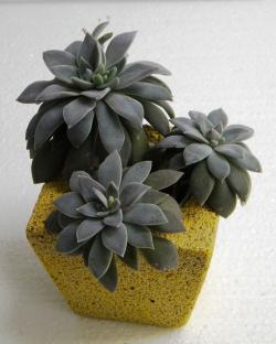 Kaktus Echeveria carnicolor - 2